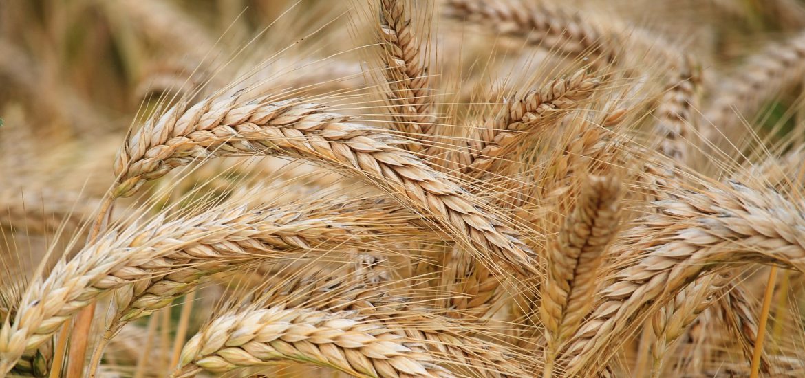 Trigos antiguos – Innograin